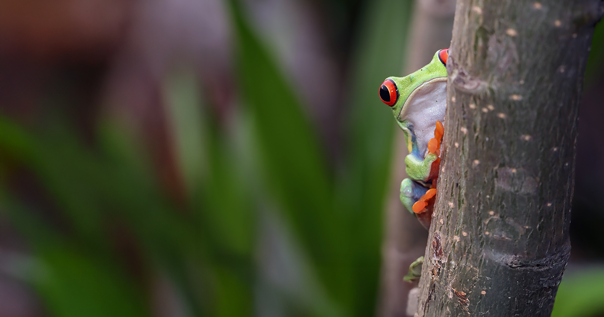 Annual Reports – Pachamama Alliance